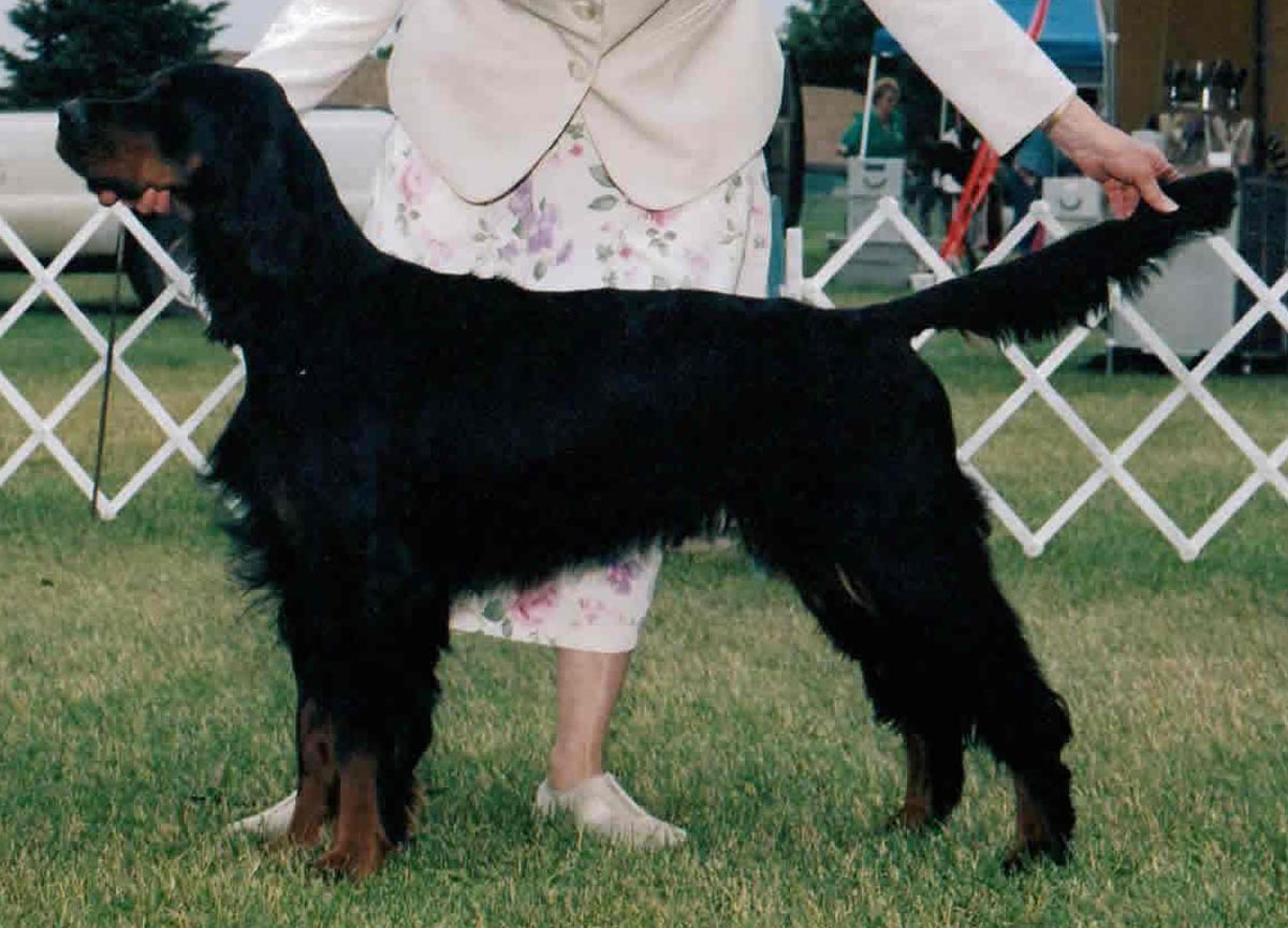 Nike x Enya Litter - Yellow Girl - Raritan Gordon Setters